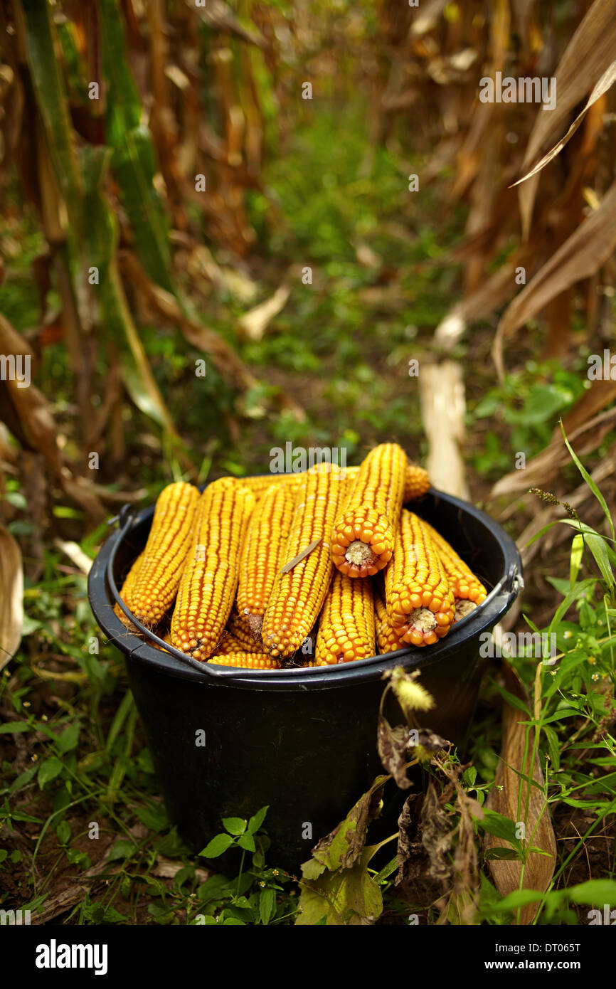 Bucket full of corn cobs in the cornfield at harvest Stock Photo - Alamy