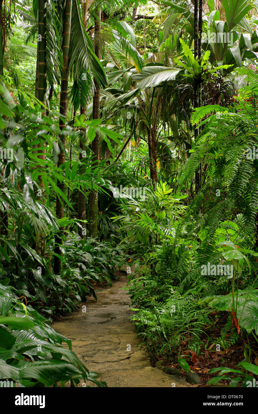 Botanic Garden in Cairns, Queensland, Australia Stock Photo - Alamy