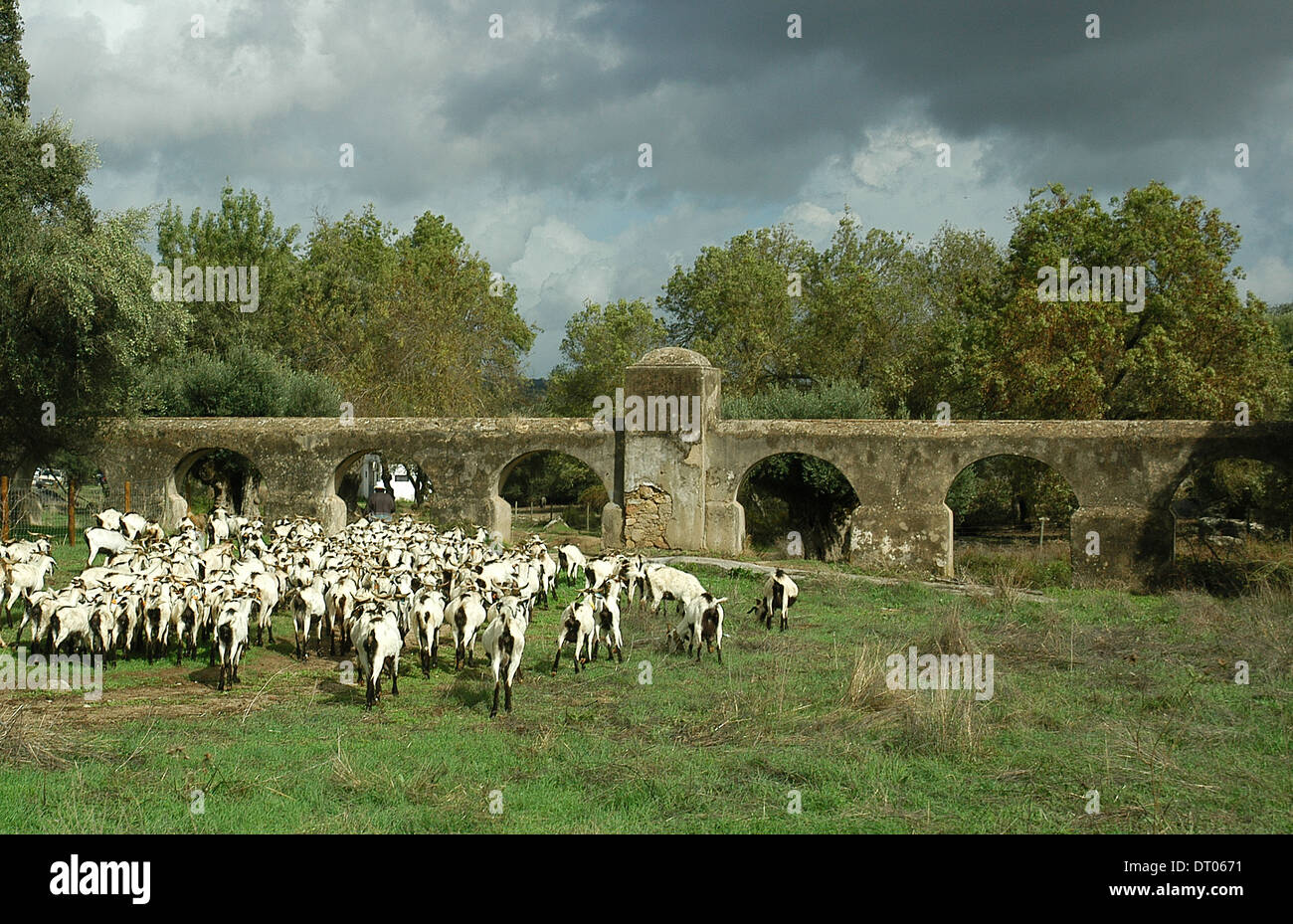 Cattle roman hi-res stock photography and images - Alamy
