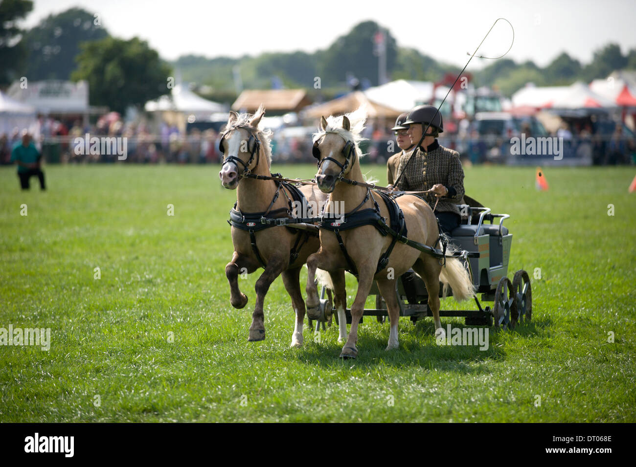 Pony harness hi-res stock photography and images - Alamy