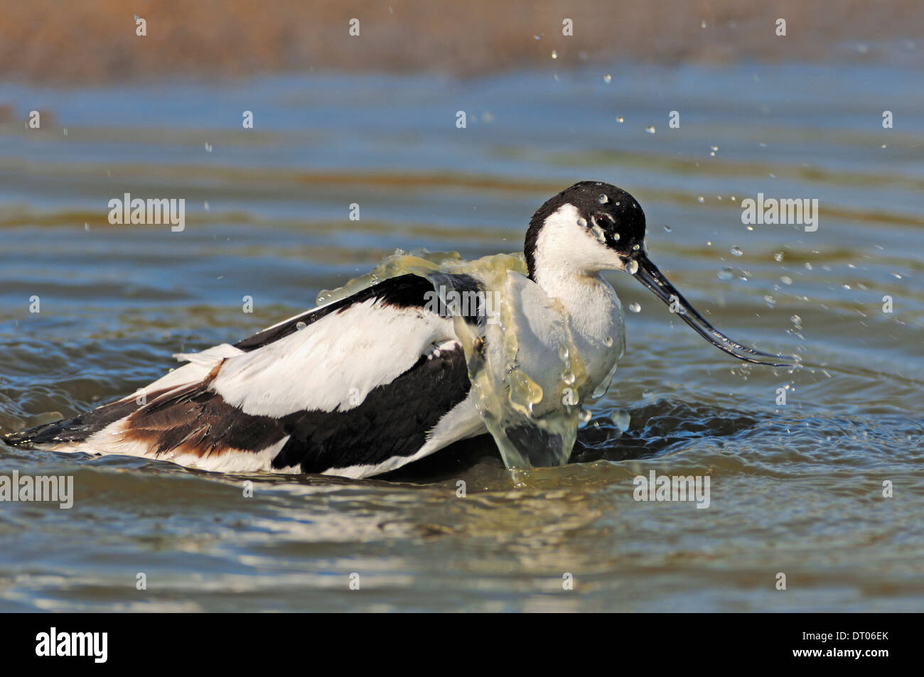 Pied Avocet (Recurvirostra avosetta), Texel, Netherlands Stock Photo ...