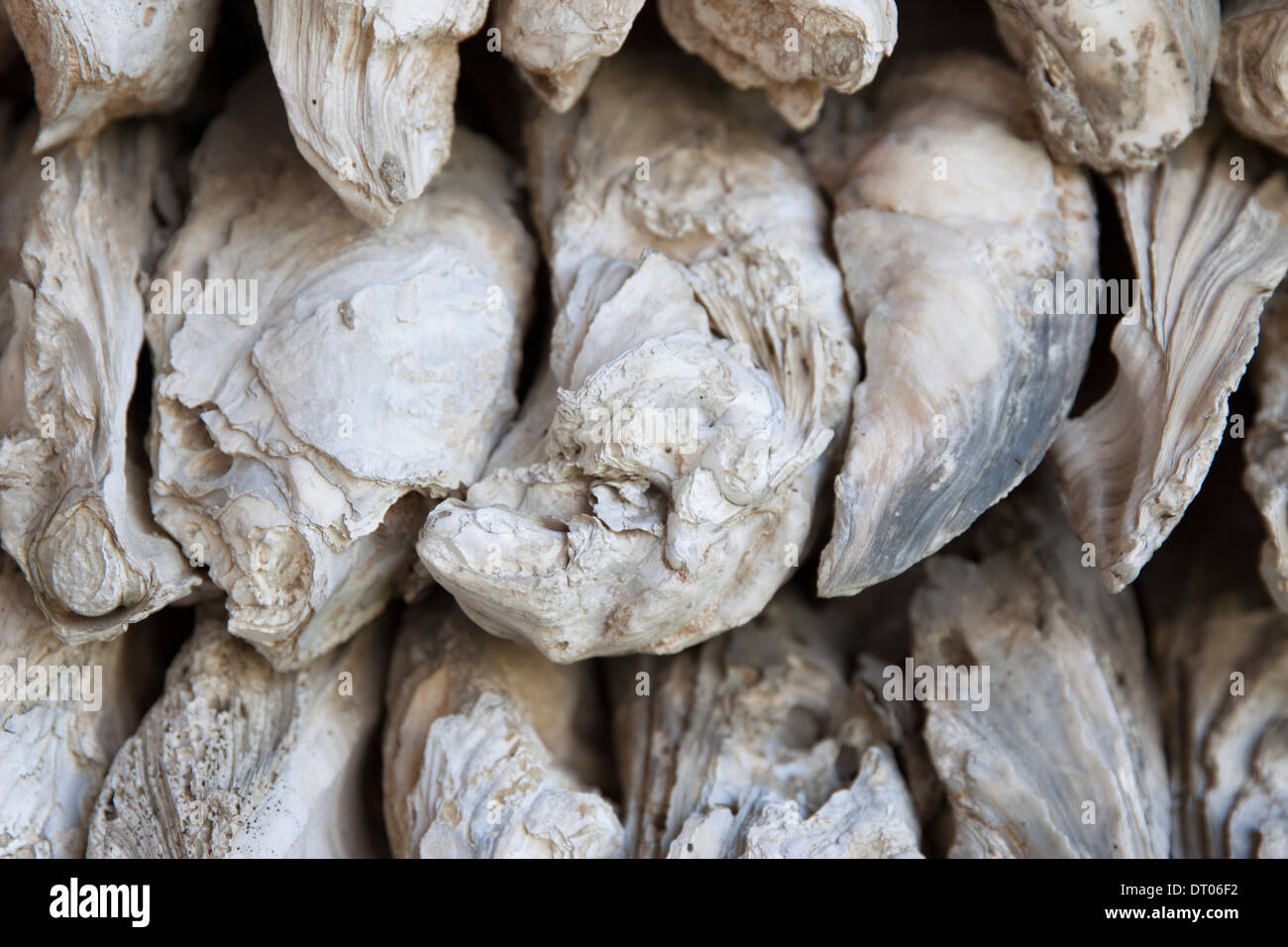 Oyster Shell Wall Stock Photo - Alamy