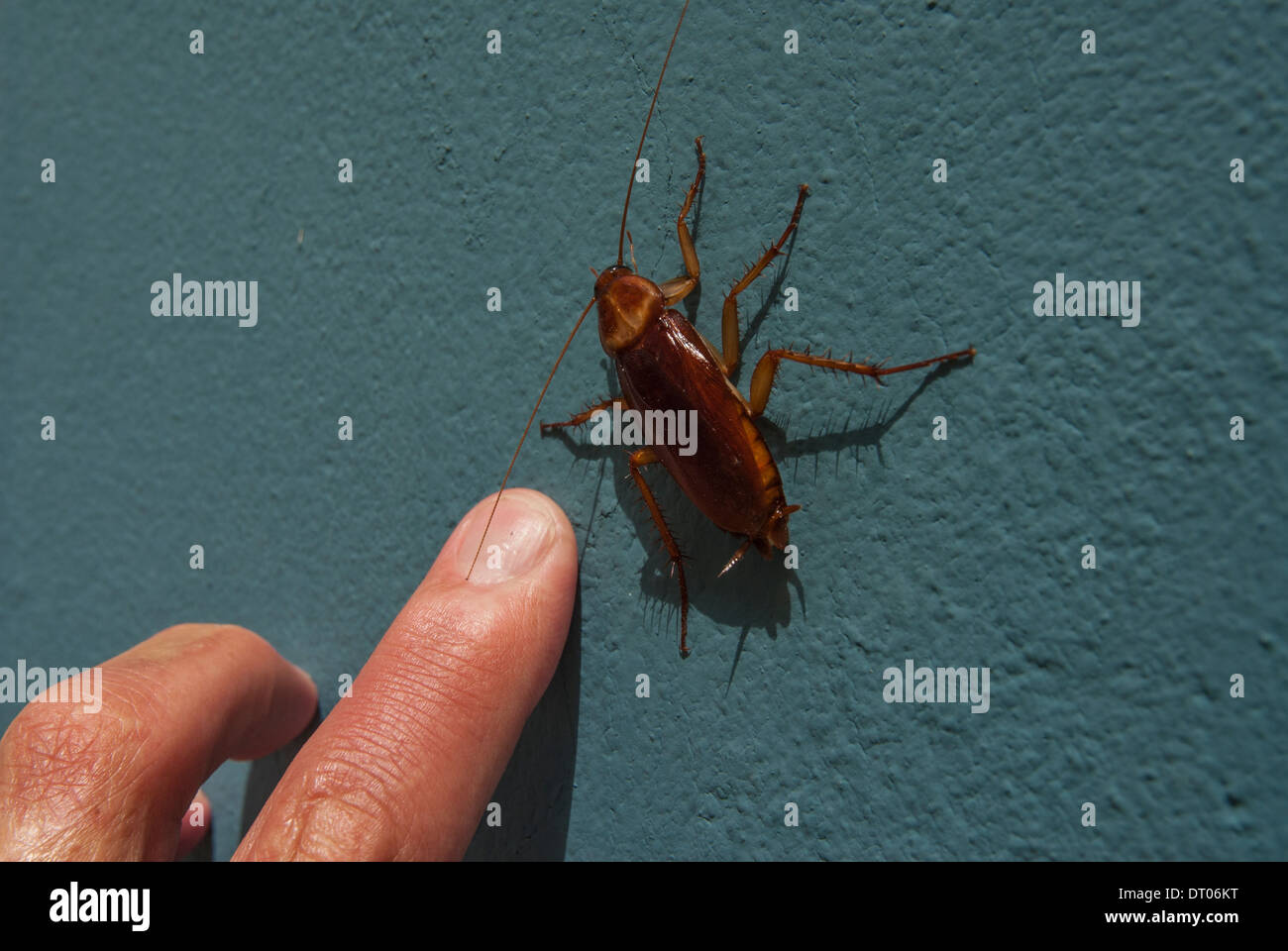 Cockroach scale with finger Stock Photo - Alamy