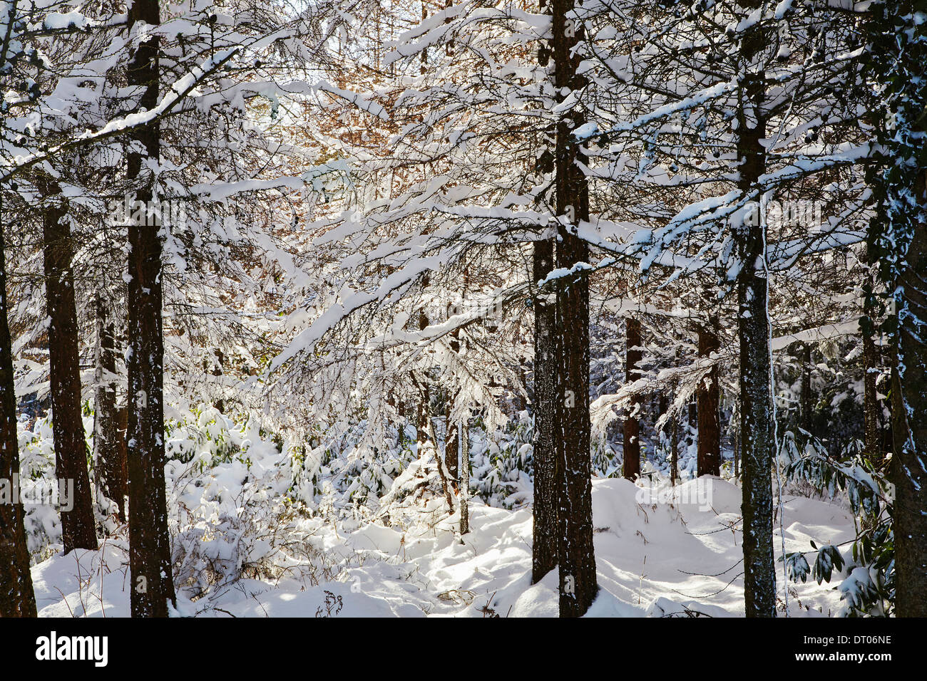 A larch in forest in deep snow, in the Haldon Hills near ...