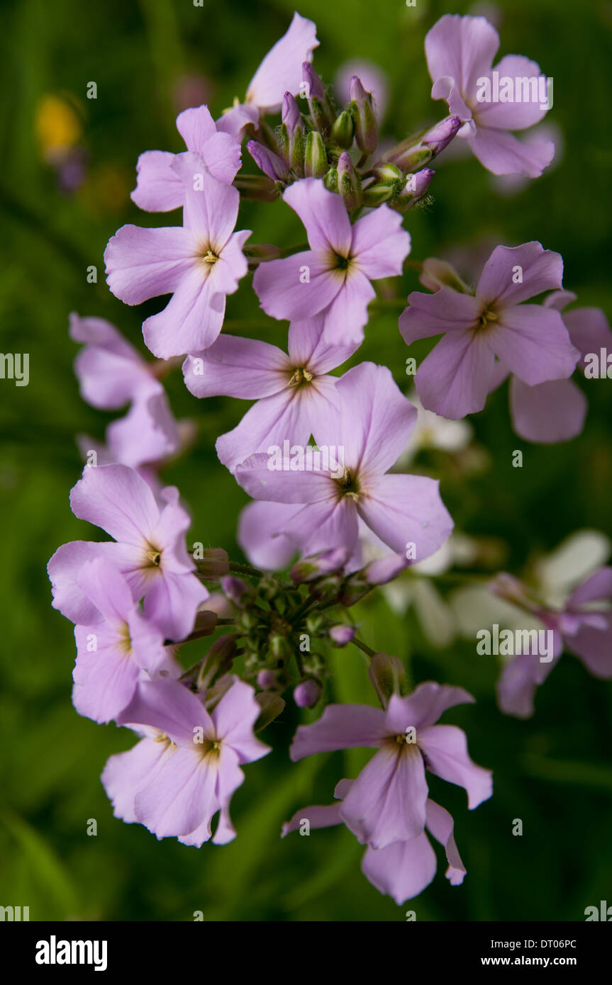 Violet summer flower hi-res stock photography and images - Alamy