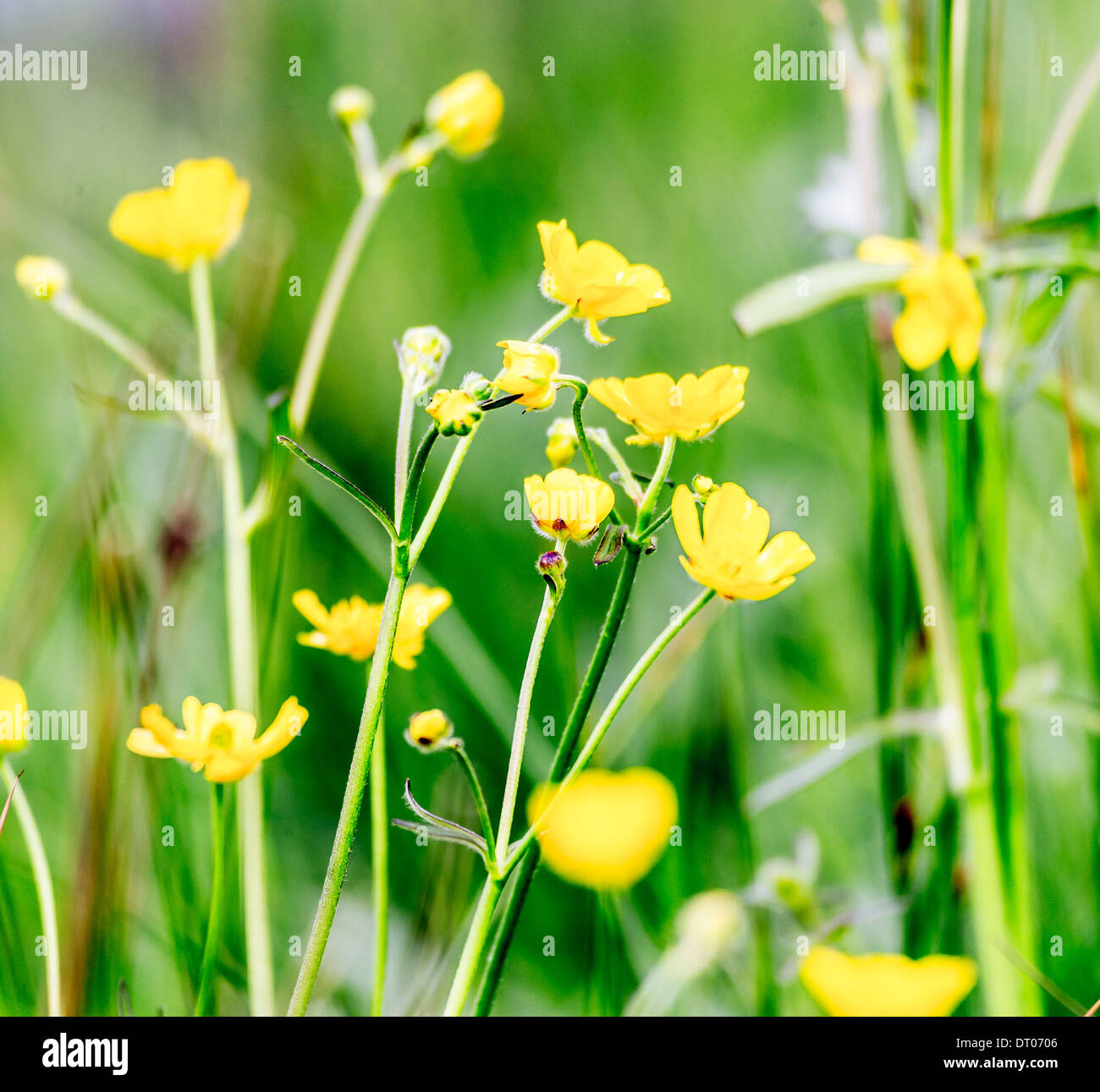 Yellow wildflowers, Iceland Stock Photo - Alamy