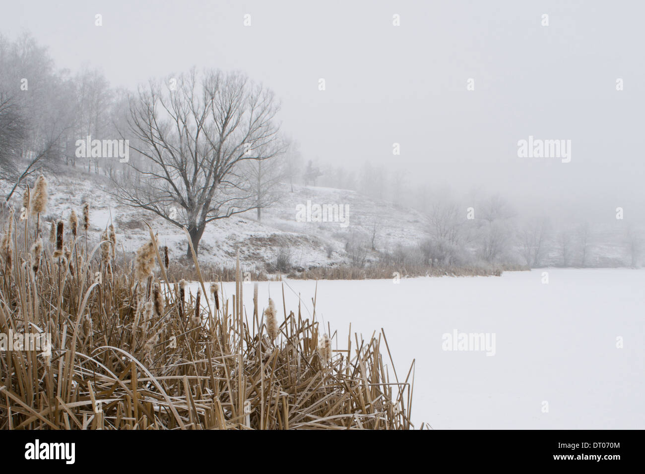 Lake in winter, Sumy region, Ukraine Stock Photo - Alamy