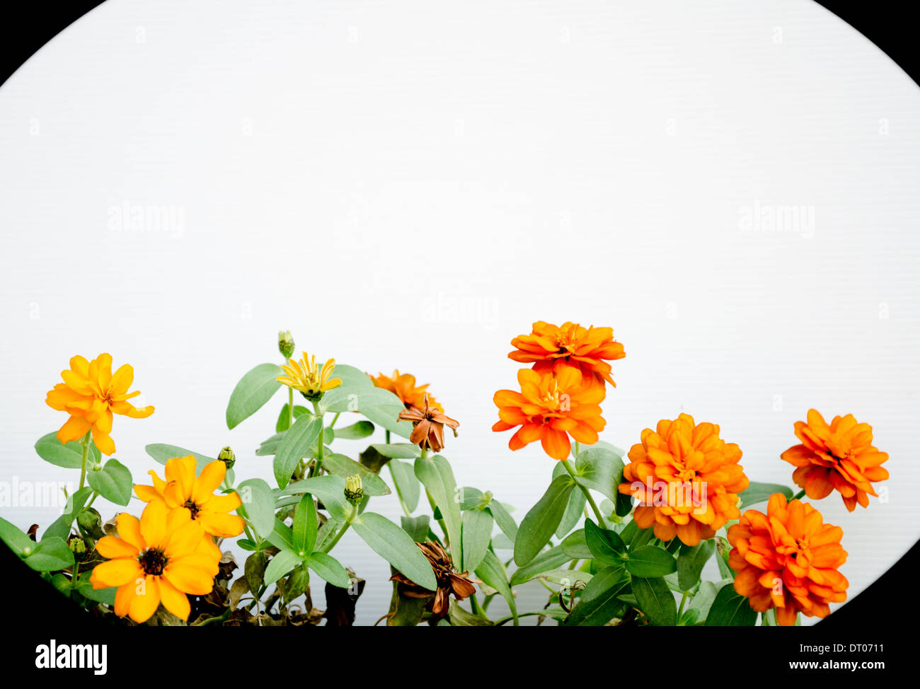 Flowers frame background Stock Photo - Alamy