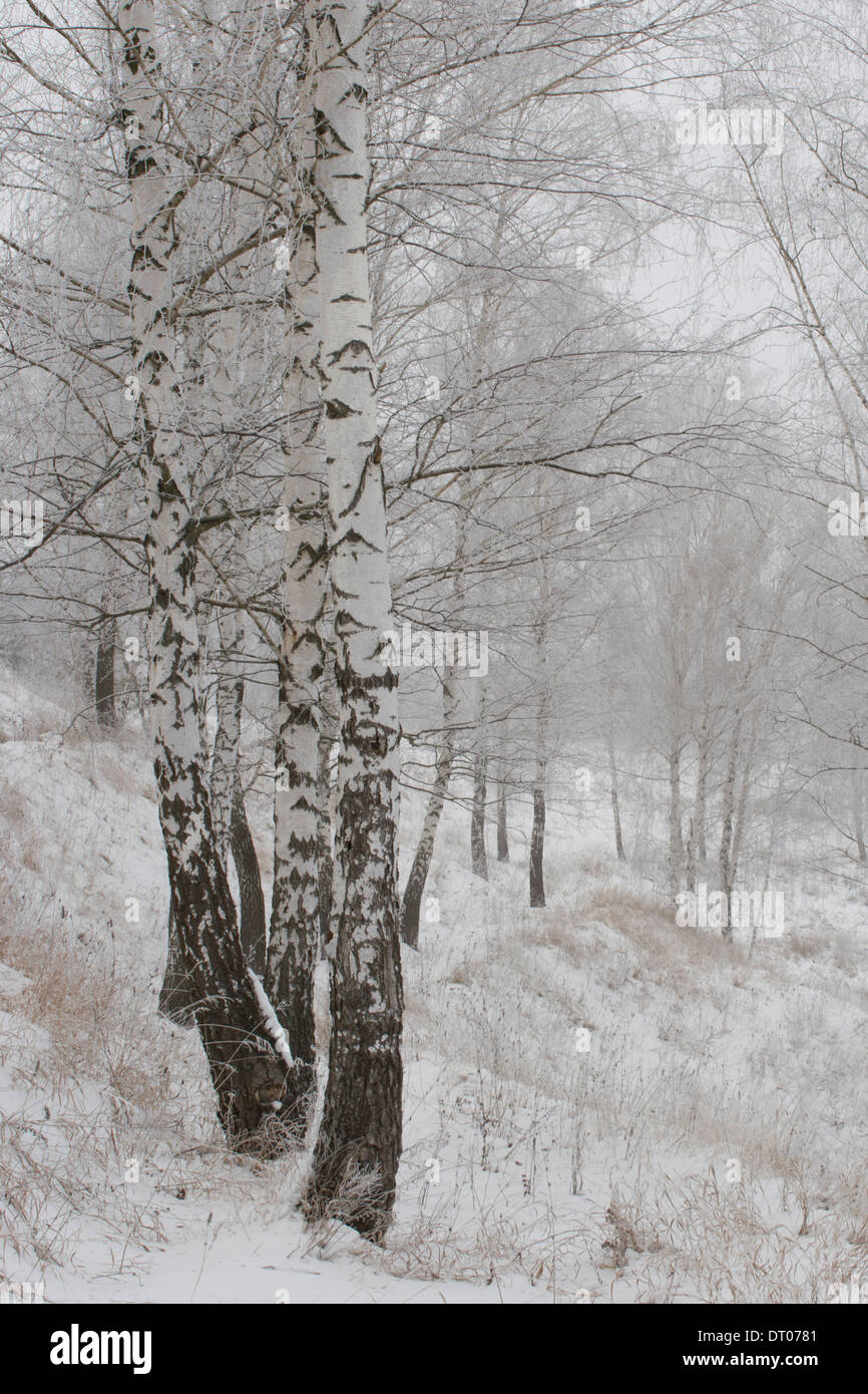 Ukraine tree hi-res stock photography and images - Alamy