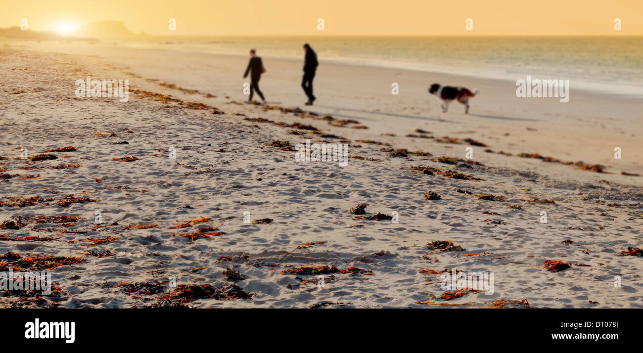 Dog walking on the beach Stock Photo - Alamy