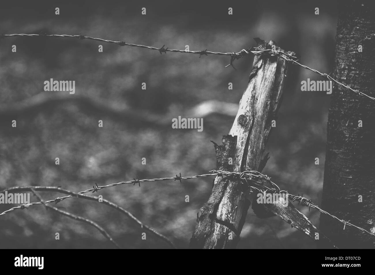 Barbed wire fenced Black and White Stock Photos & Images - Alamy