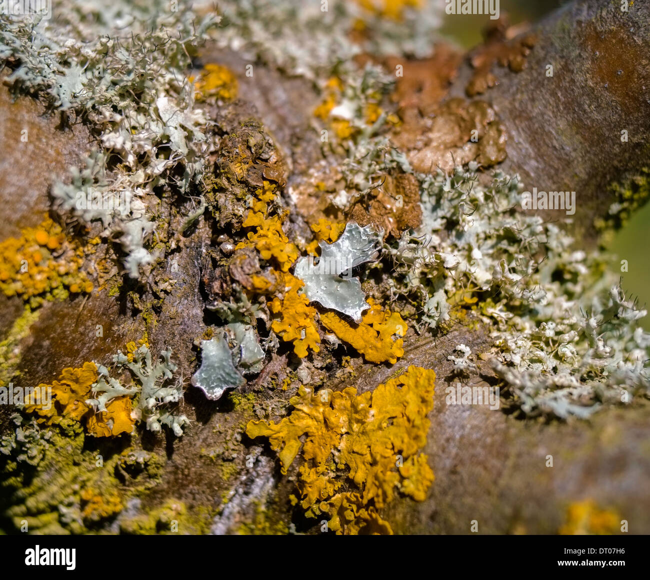 Lichen on an Apple Tree Stock Photo - Alamy