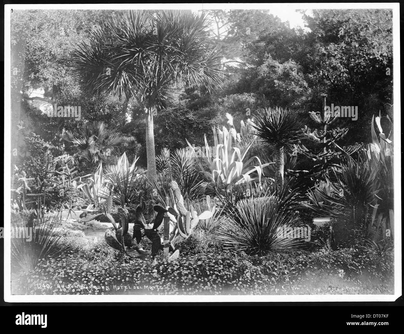 A cactus garden located at the Del Monte Hotel in Monterey, captured ...