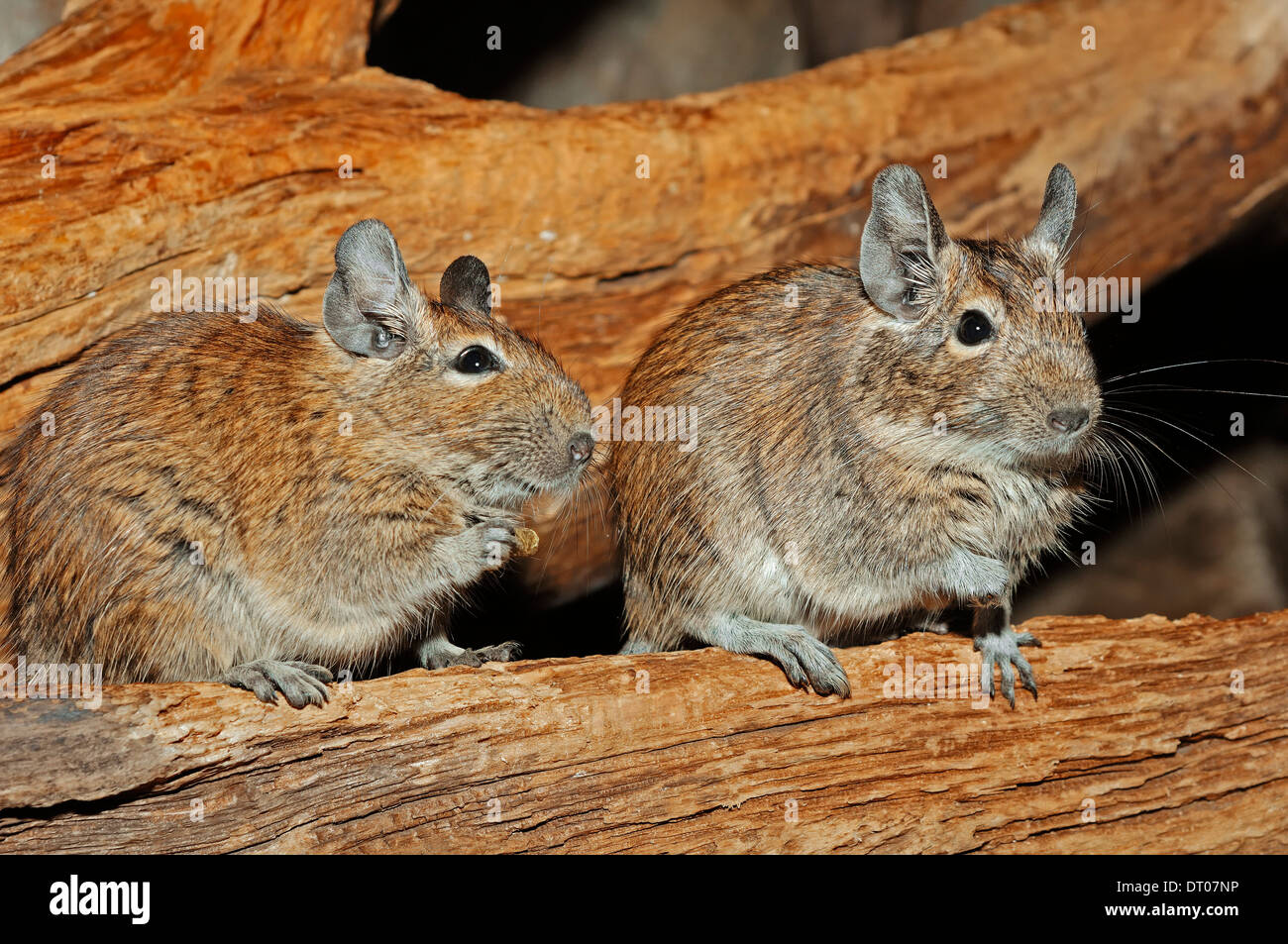 Common Degus (Octodon degus Stock Photo - Alamy