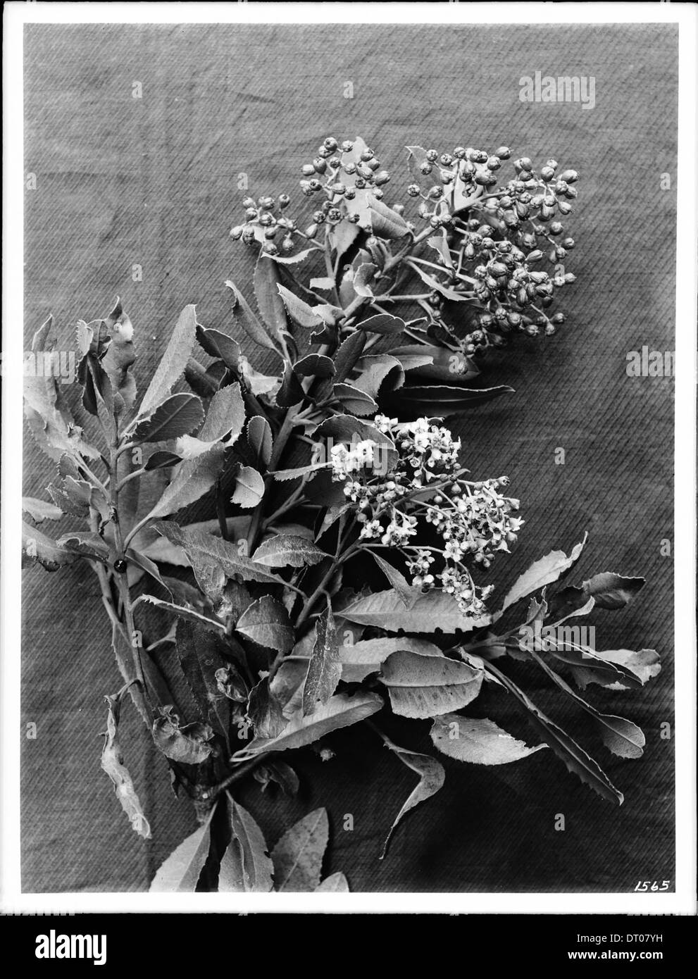 1920 vintage photo Black and White Stock Photos & Images - Alamy