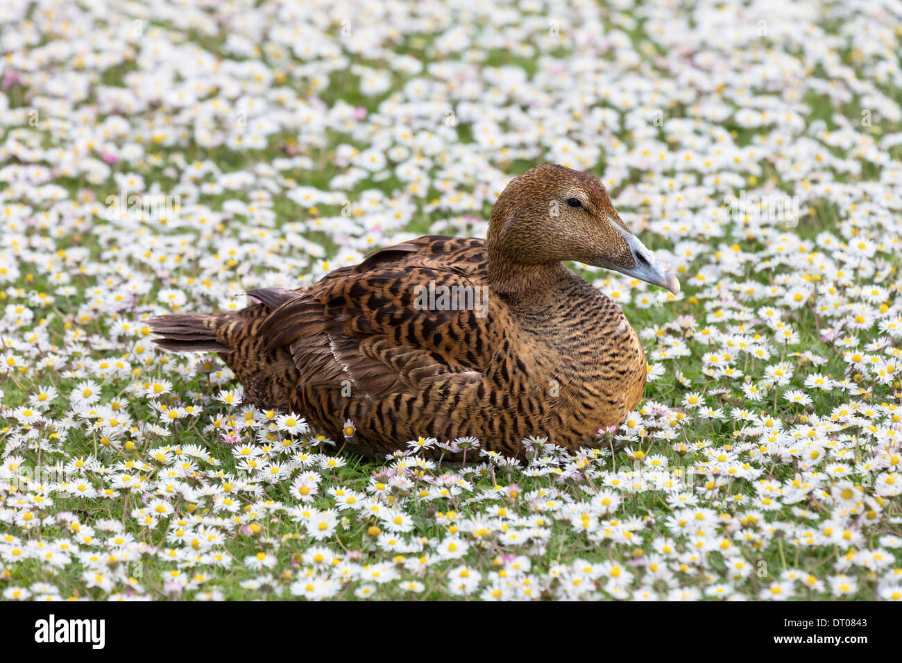 Duck with flowers hi-res stock photography and images - Alamy