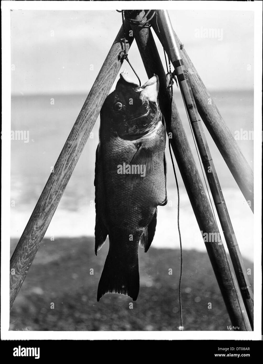 A photograph from around 1910 showing a caught Sheephead fish. The ...