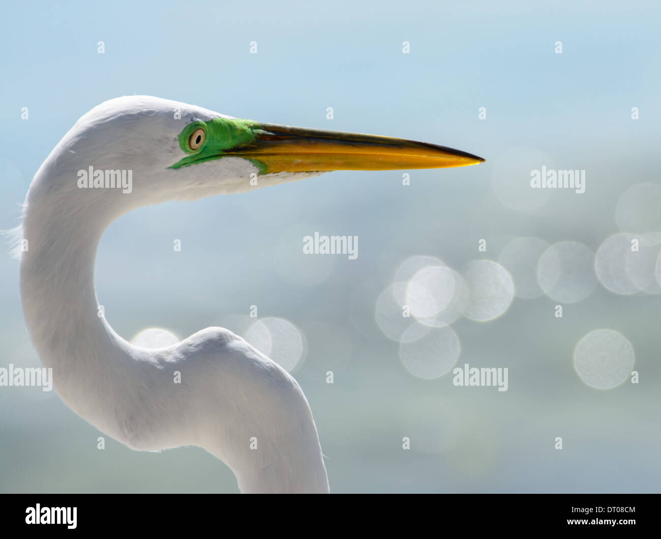 A Great Egret at Boca Grande, Gasparilla Island, South West Florida ...