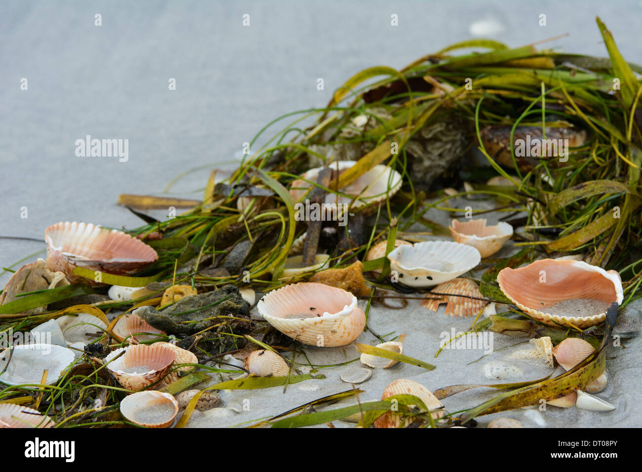 Sea shells on the shore at Boca Grande, Gasparilla Island, South West ...