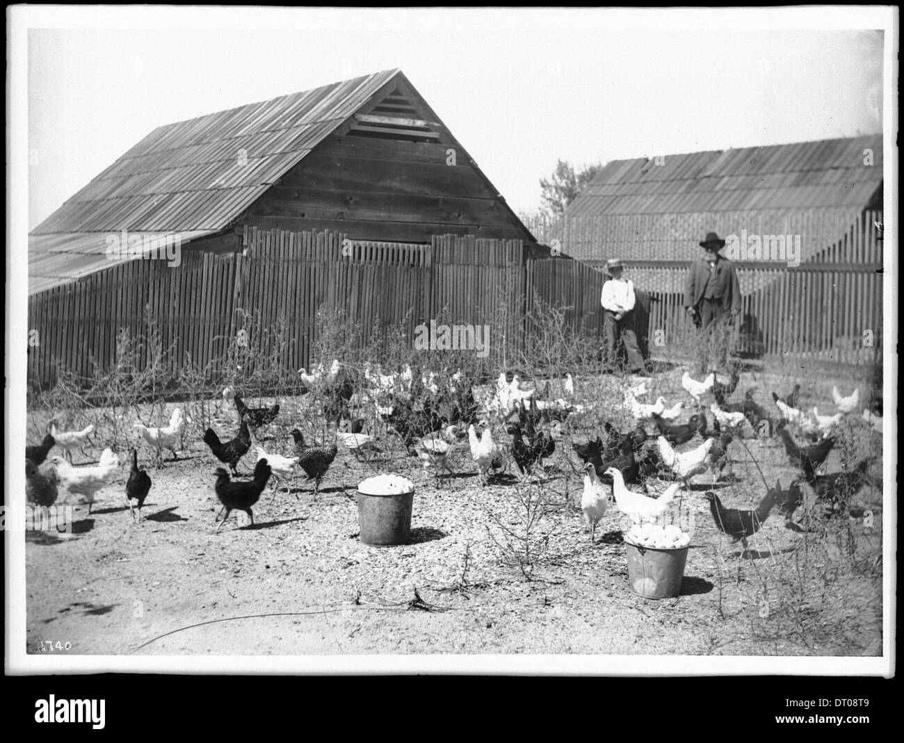 Chickens are seen in an outdoor pen on a chicken ranch around 1900. The ...