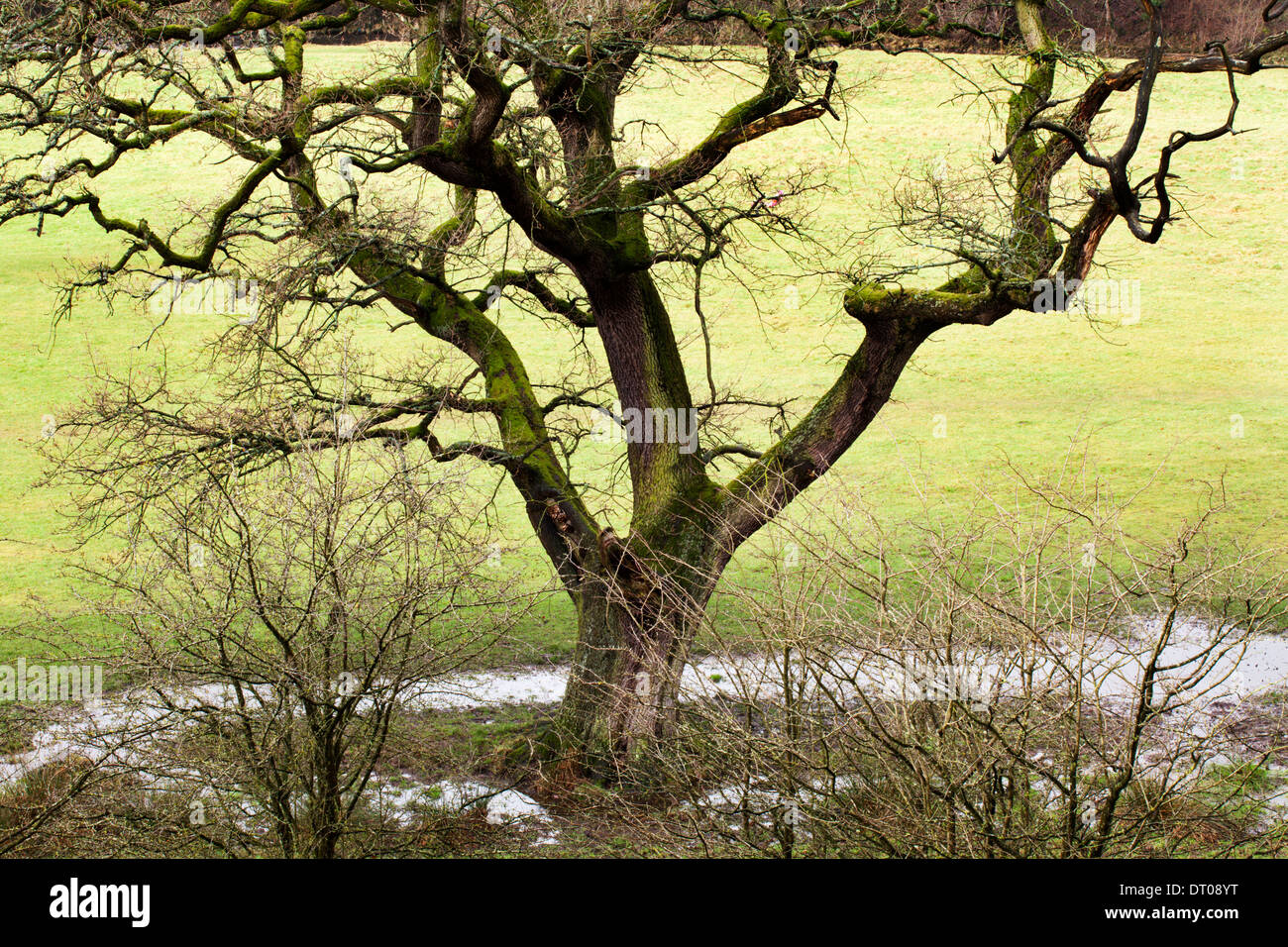 Winter Tree at Bolton Abbey in Wharfedale North Yorkshire England Stock ...