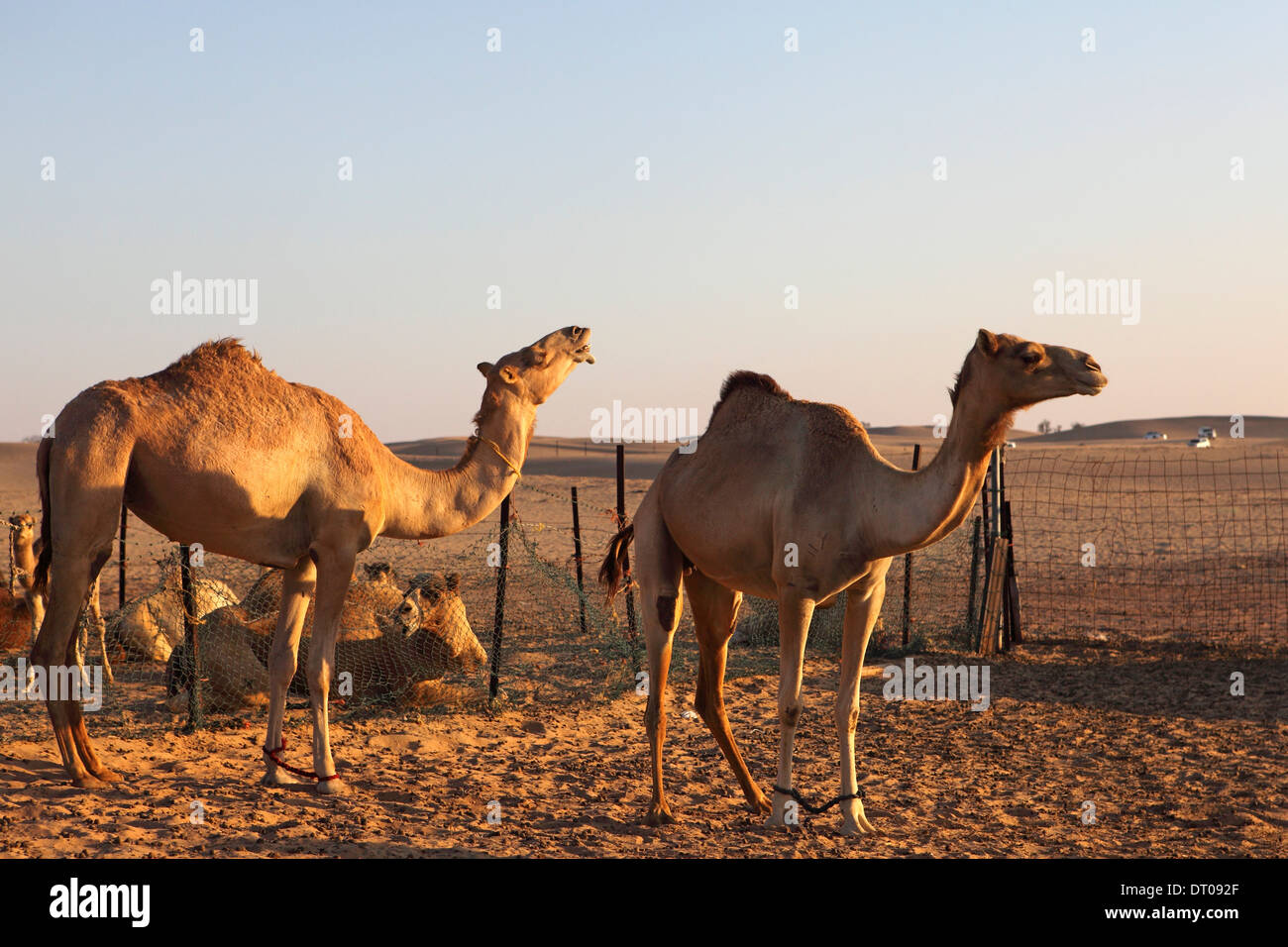 Dromedary camels at a camel farm in Abu Dhabi in the United Arab ...