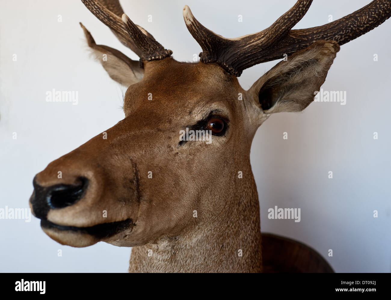 Stuffed deer hi-res stock photography and images - Alamy
