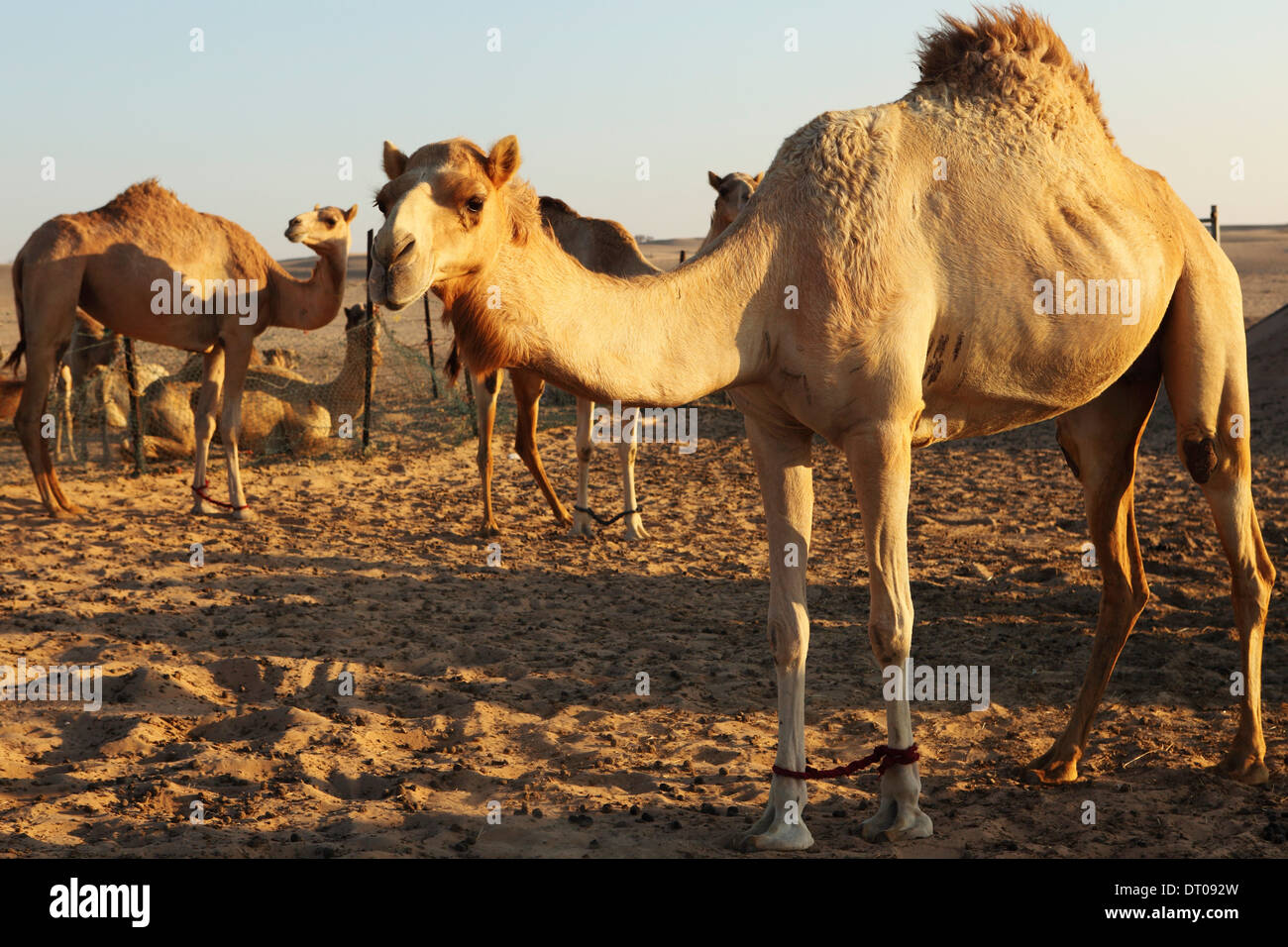 Dromedary camels at a camel farm in Abu Dhabi in the United Arab ...