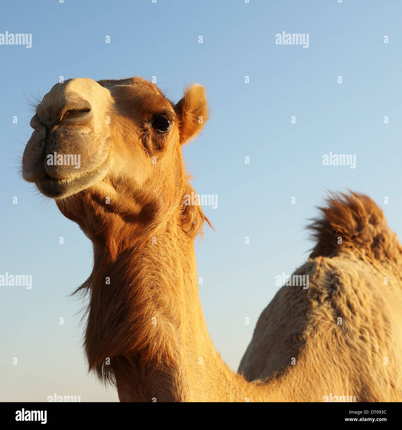 A dromedary camel at a camel farm in Abu Dhabi in the United Arab ...