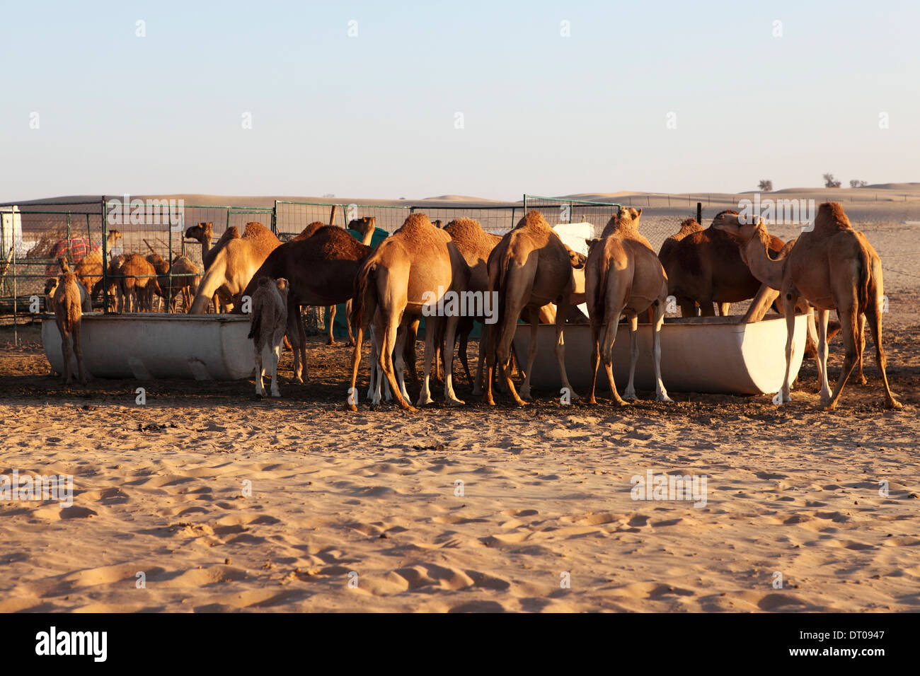 Camels eat at a rough at a camel farm in Abu Dhabi in the United Arab ...