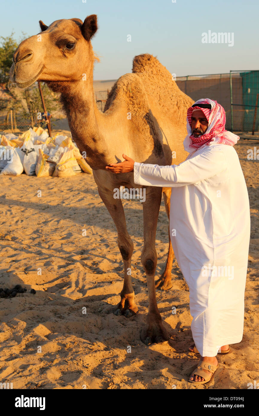 Dromedary Camel Camel Farm In Stock Photos & Dromedary Camel Camel Farm ...