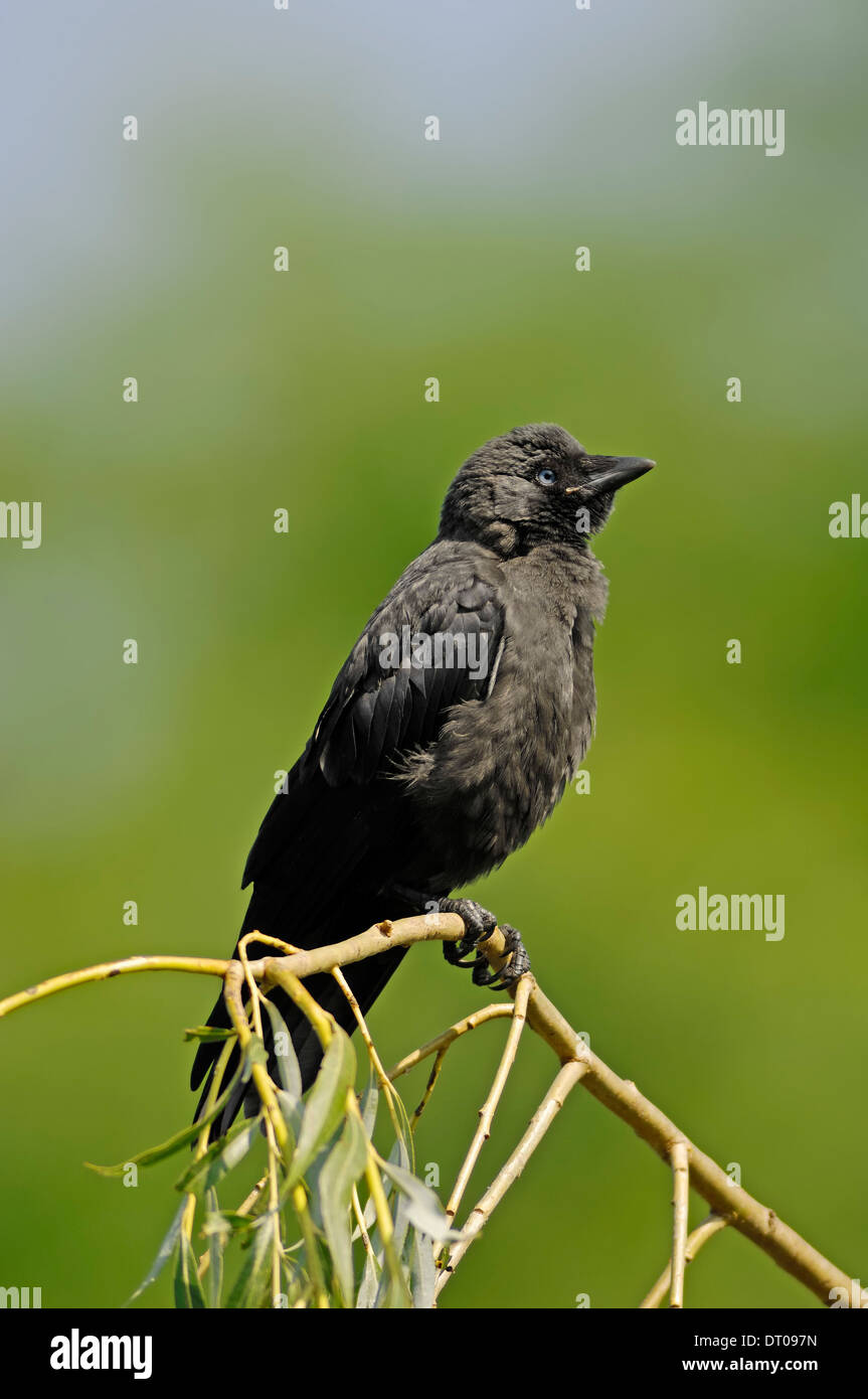 Western Jackdaw, Eurasian Jackdaw or European Jackdaw (Corvus monedula ...