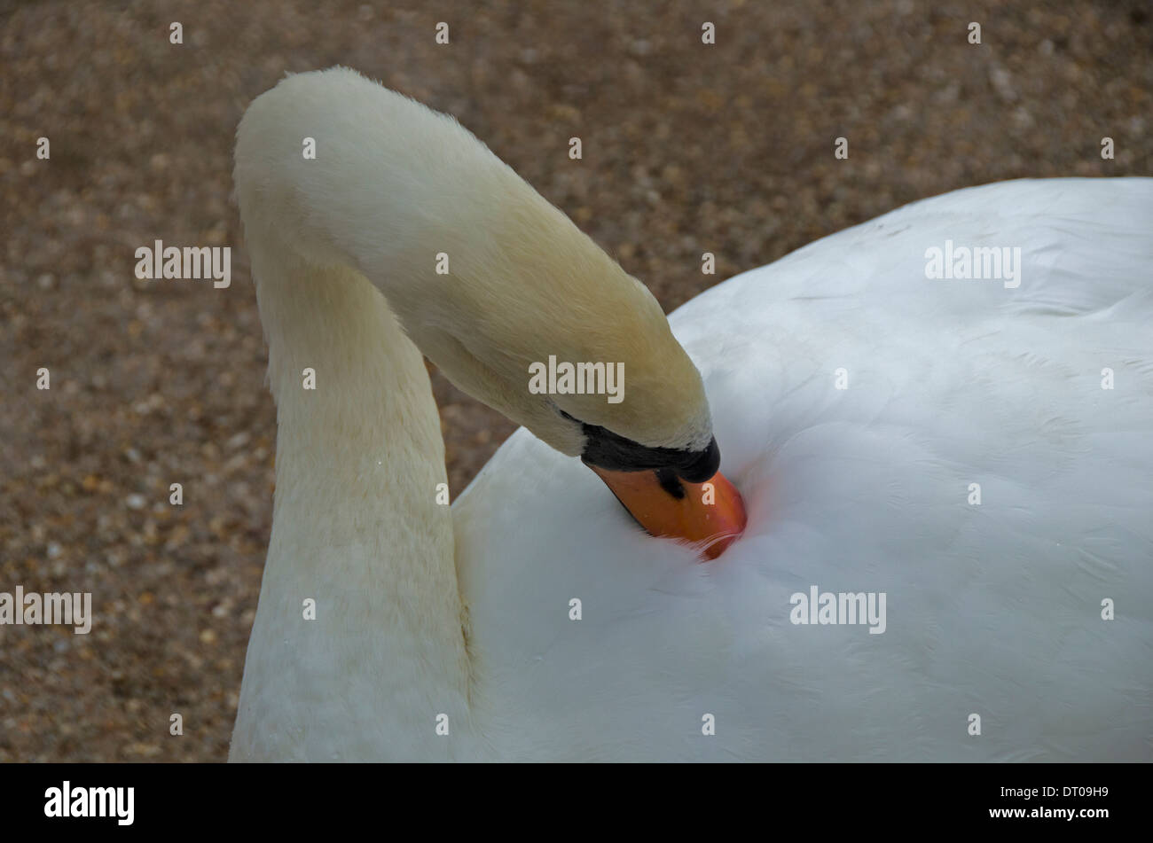 Beautiful black swan preening feathers hi-res stock photography and ...
