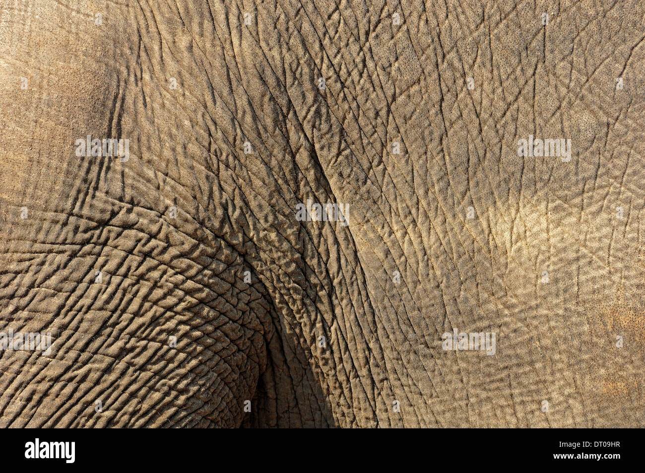 Indian Elephant or Asian Elephant (Elephas maximus), skin detail Stock ...