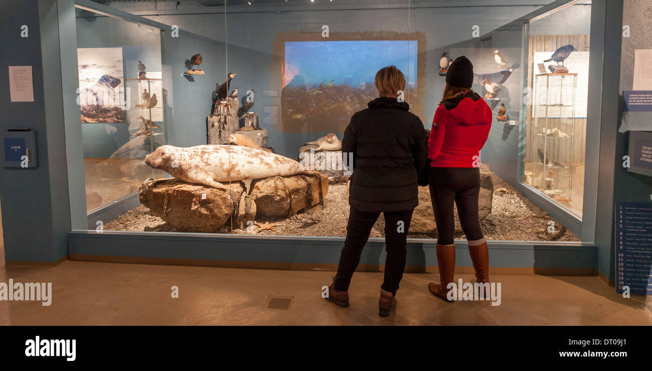 People viewing a seal exhibit at The Seal Museum in Hvammstangi ...