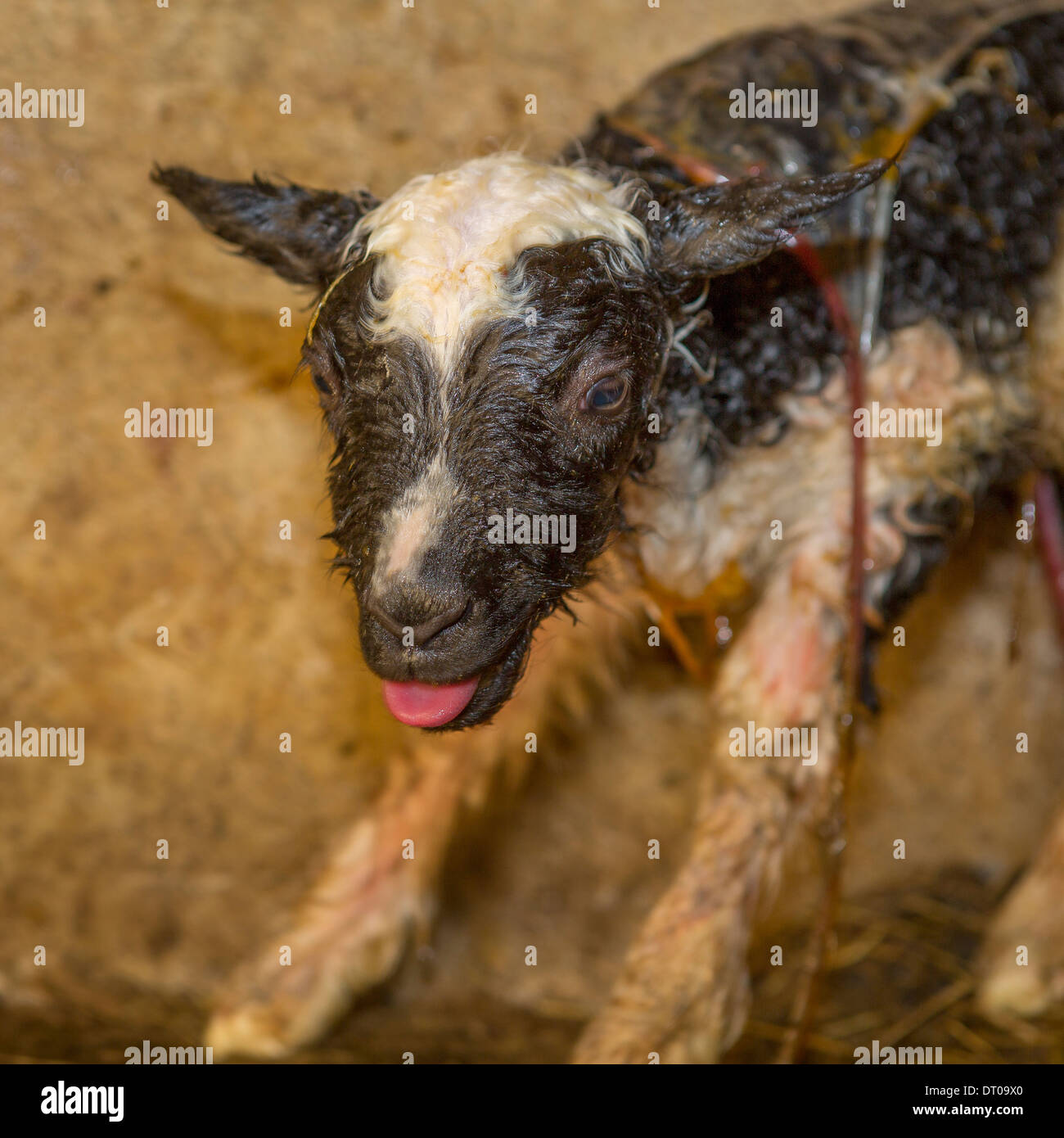 Newborn lamb hi-res stock photography and images - Alamy