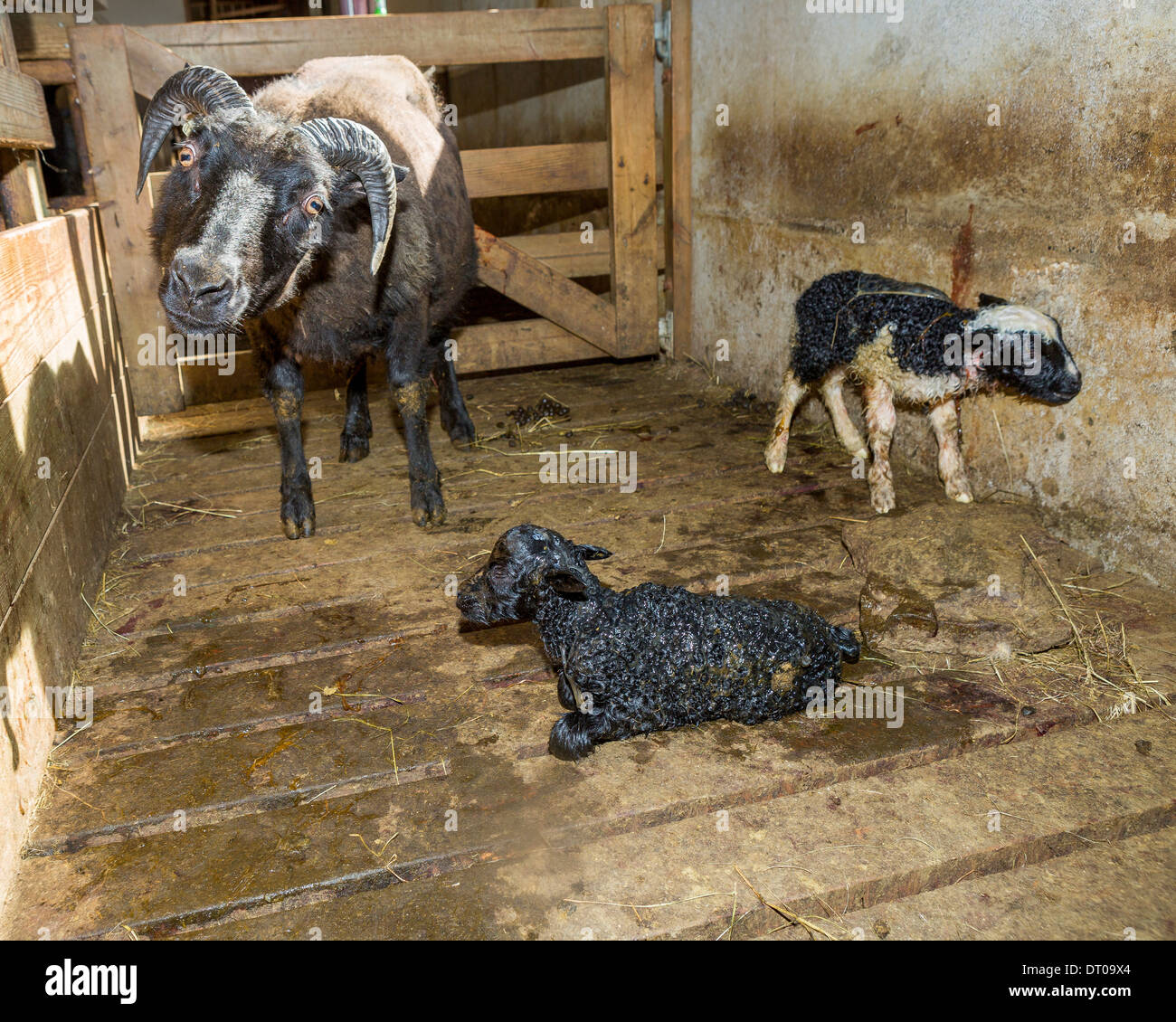 Newborn lambs newborn sheep hi-res stock photography and images - Alamy