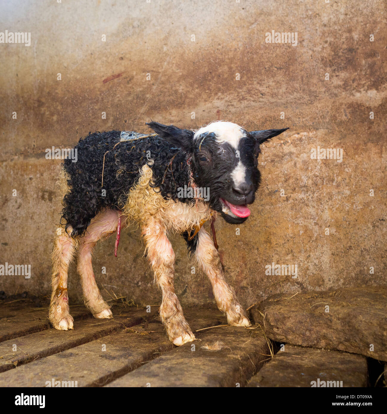 Dairy lamb hi-res stock photography and images - Alamy
