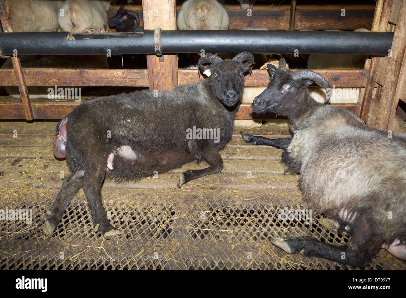 Sheep giving birth hi-res stock photography and images - Alamy