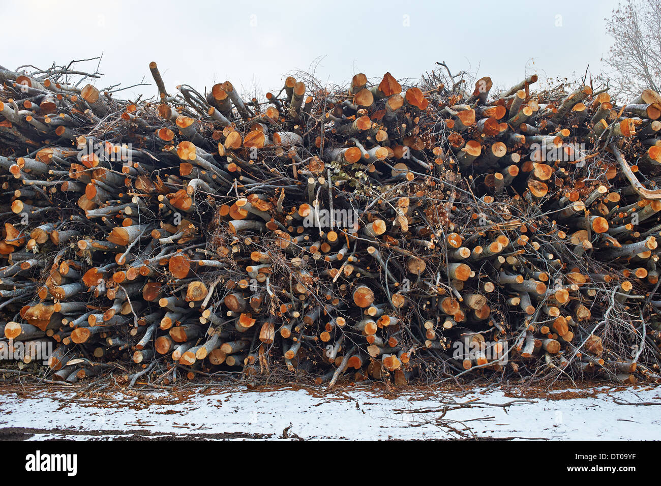Log stack hi-res stock photography and images - Alamy