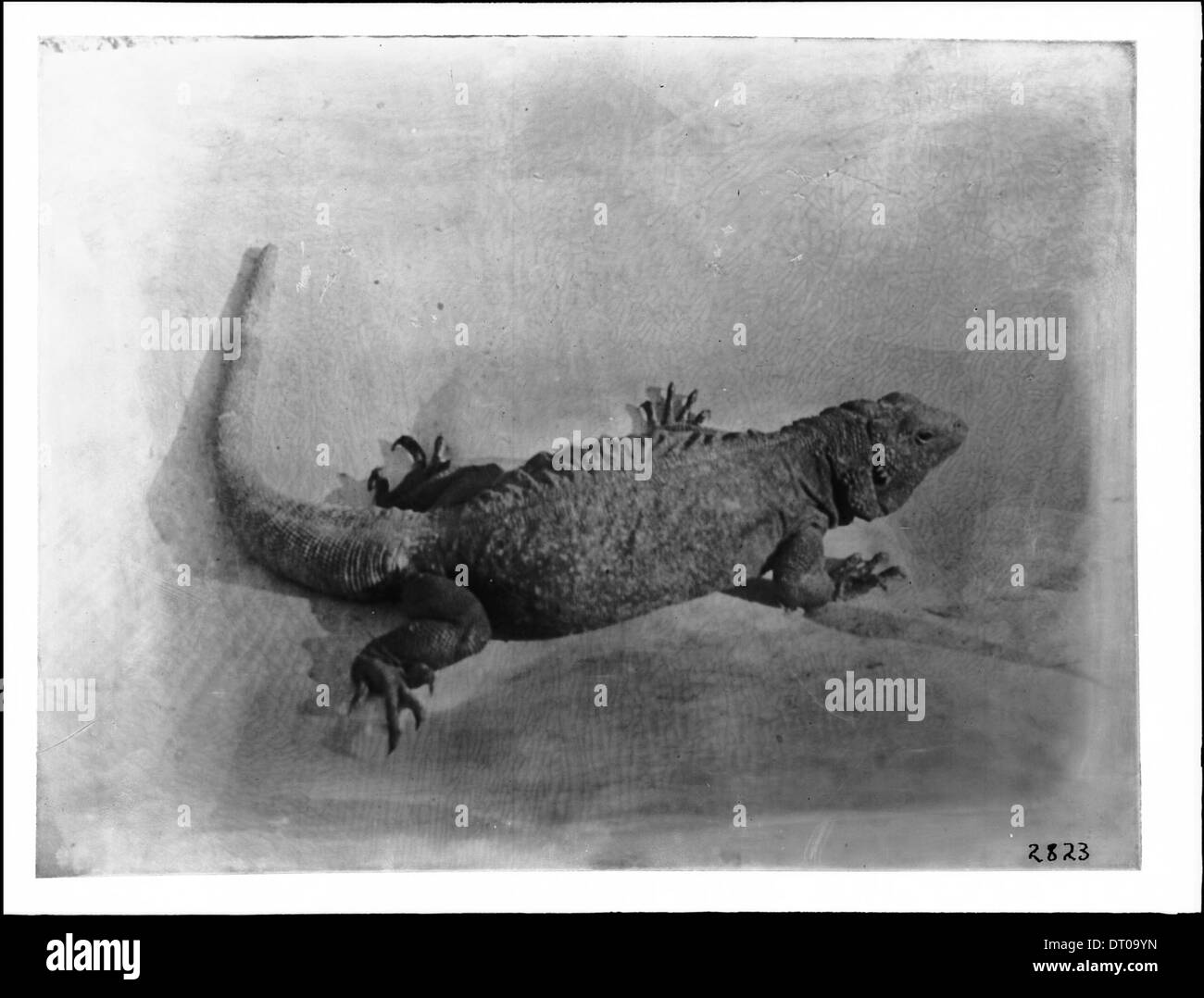 A close-up photograph of an Arizona Gila monster. The image captures ...