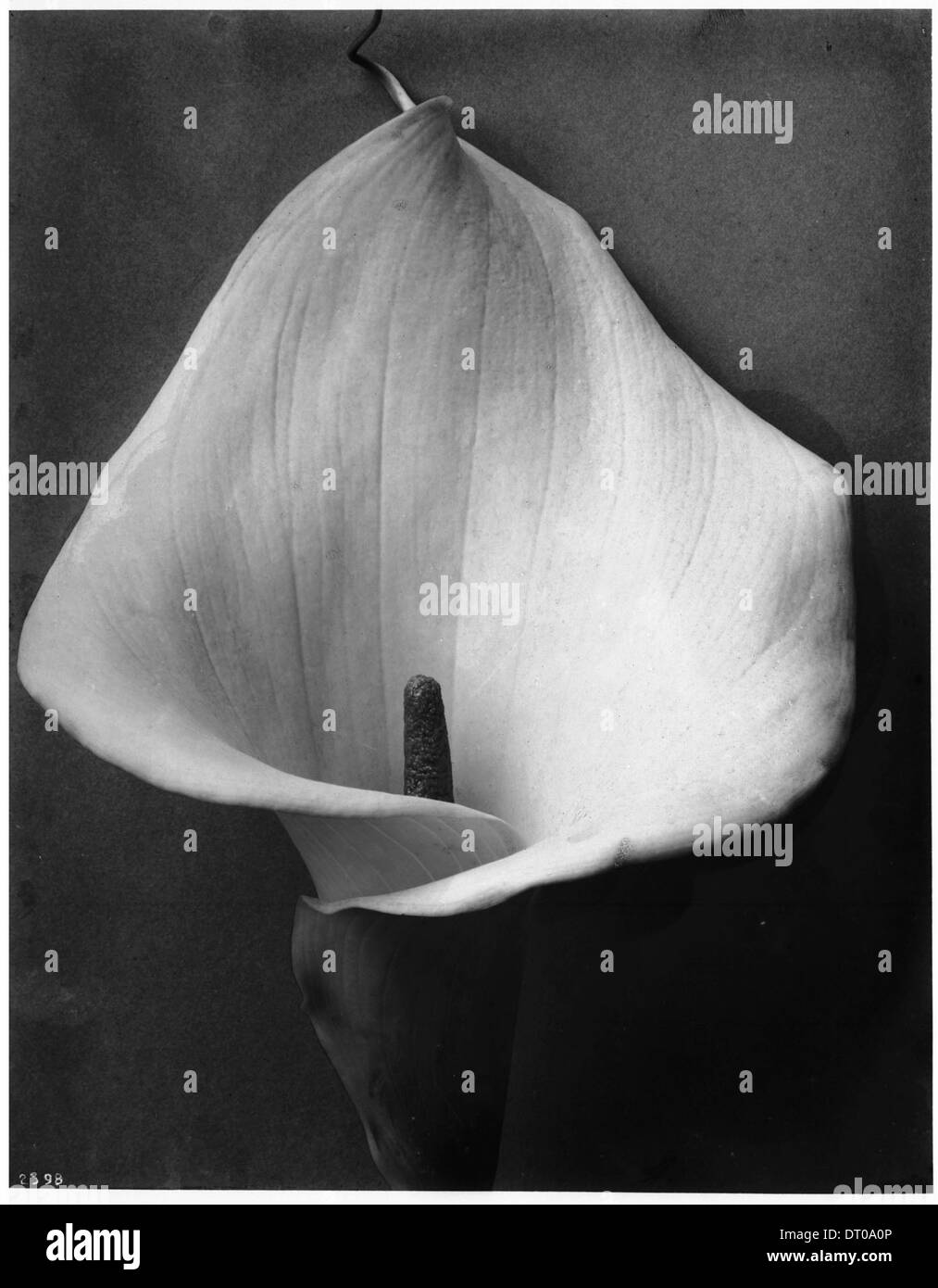 Close up calla lily blossom specimen hi-res stock photography and ...