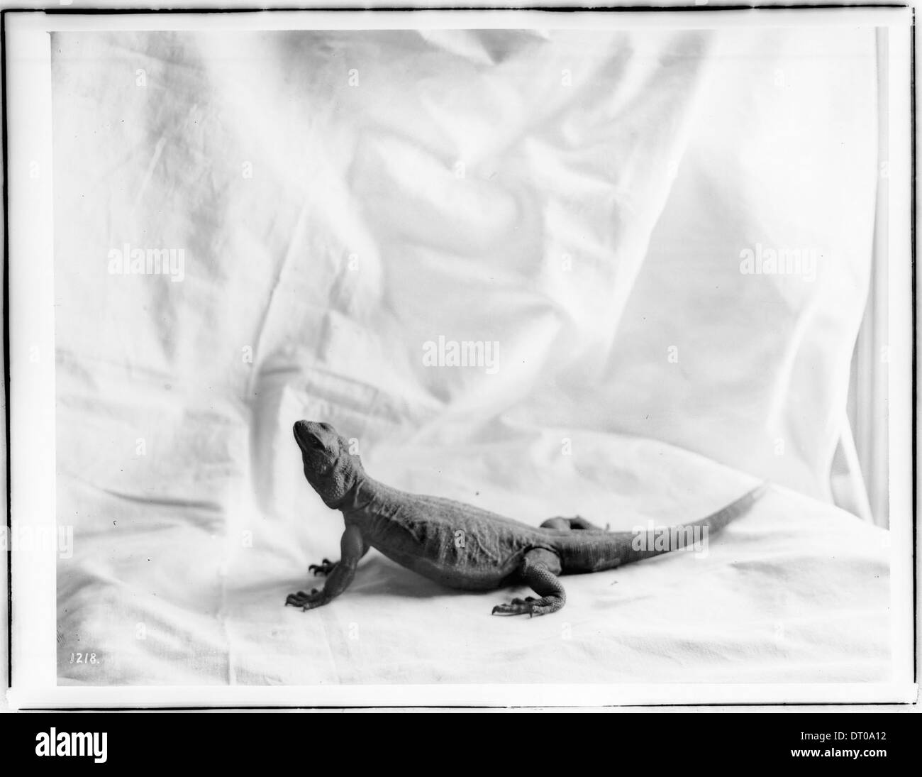 1920s united states close up hi-res stock photography and images - Alamy
