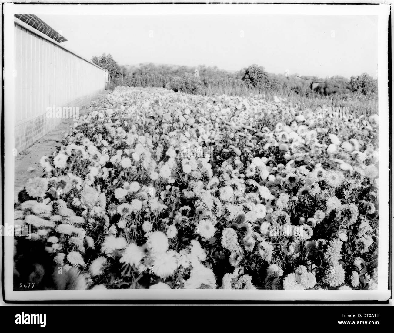 Photo floral Black and White Stock Photos & Images - Alamy