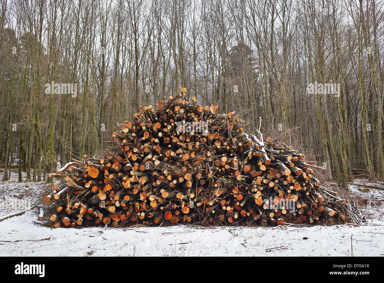 Log stack hi-res stock photography and images - Alamy