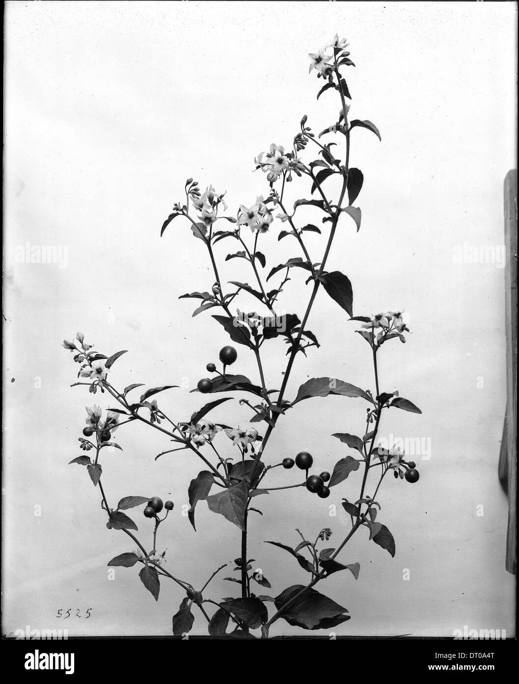 A close-up photograph of a specimen of black or deadly nightshade ...