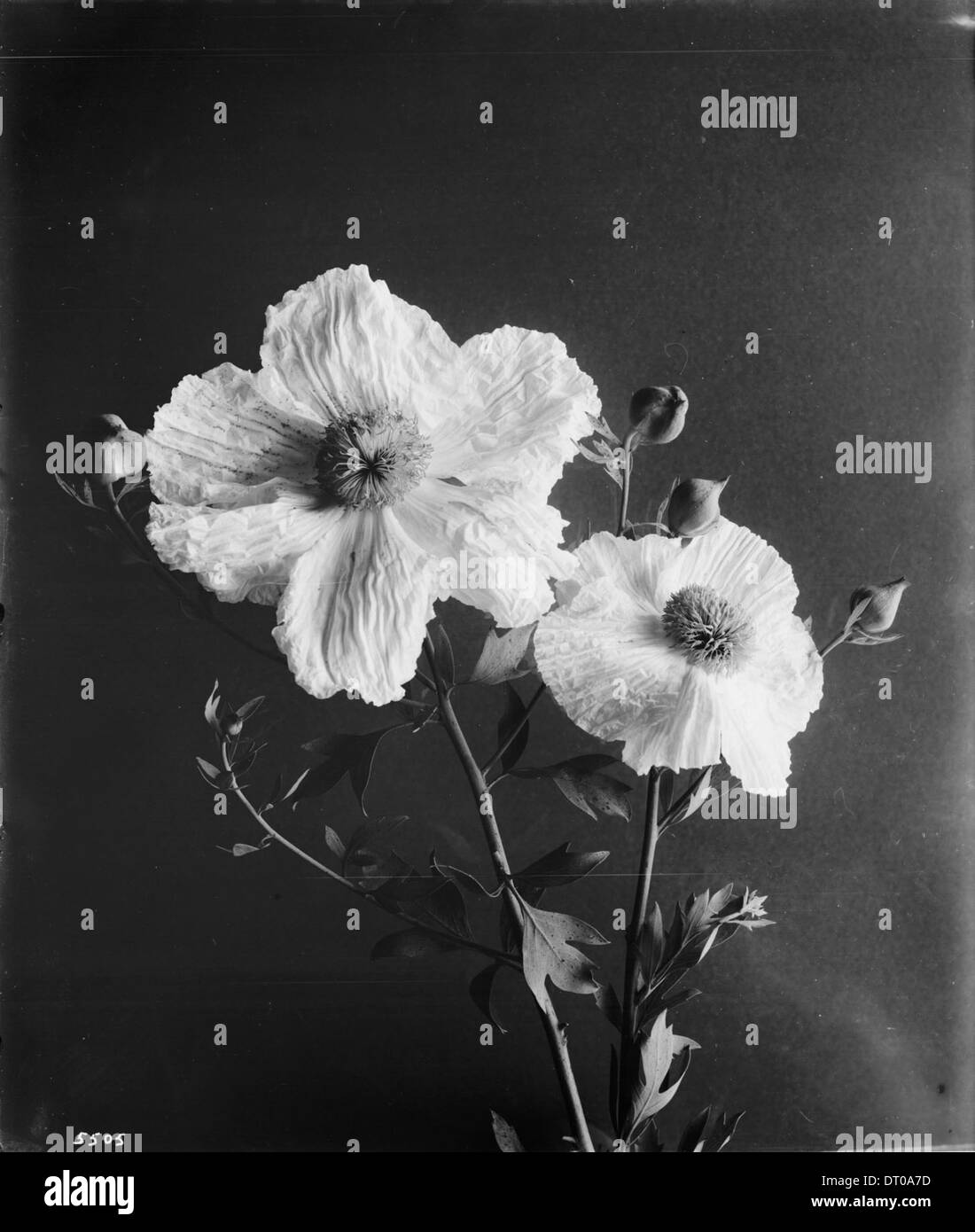Romneya coulteri poppy Black and White Stock Photos & Images - Alamy