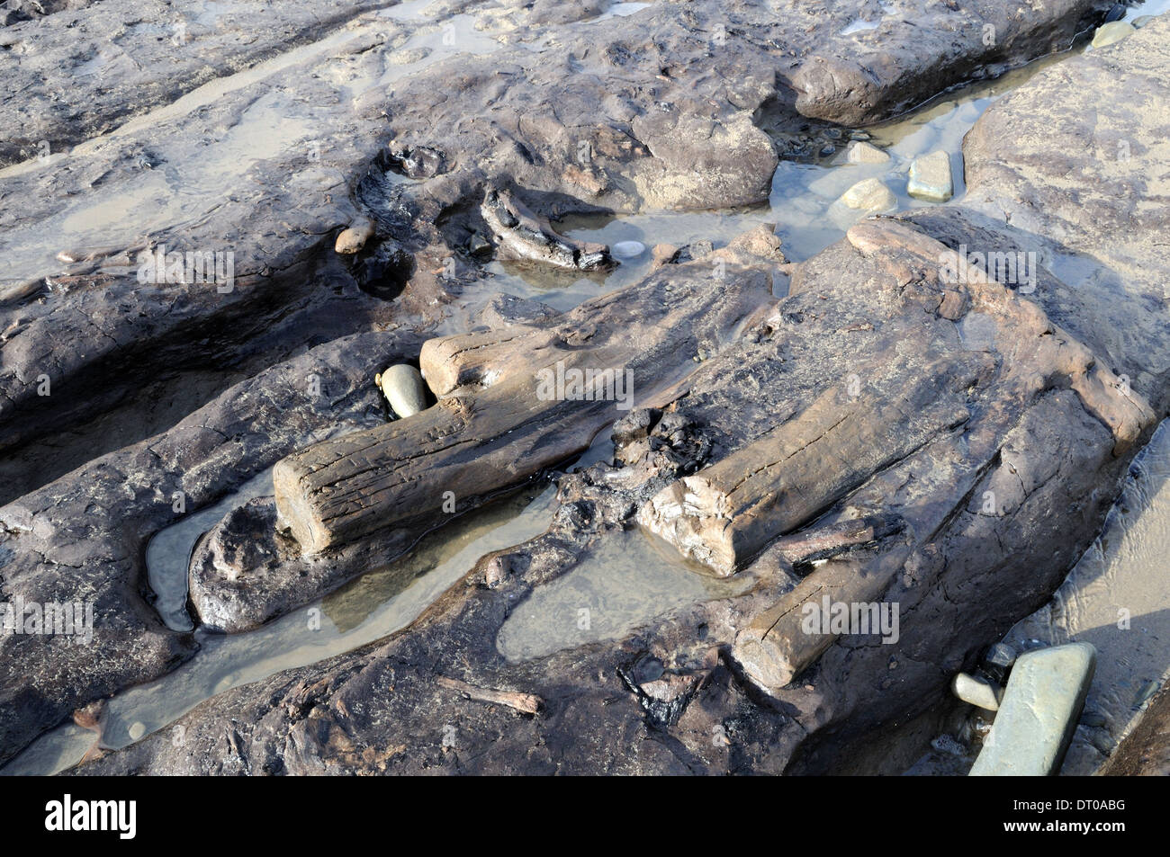 Tree stumps on beach hi-res stock photography and images - Alamy