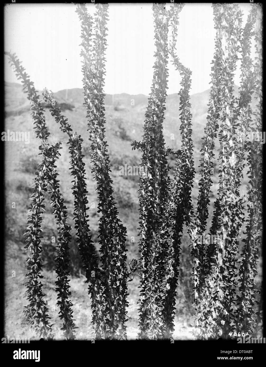 A close-up of an Ocotillo plant (Fonquiera Splendeus), also known as ...