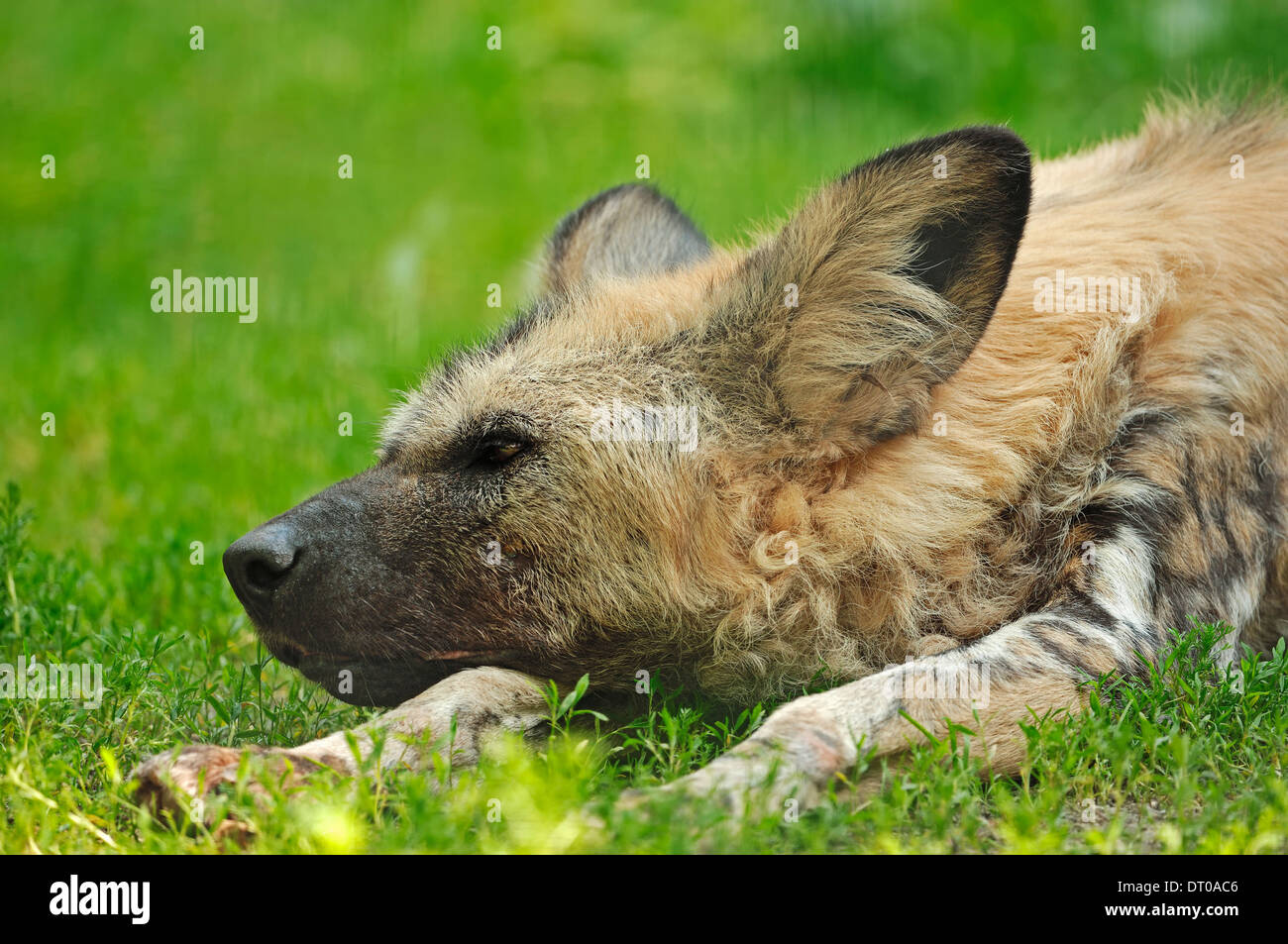 African Hunting Dog or African Wild Dog (Lycaon pictus Stock Photo - Alamy